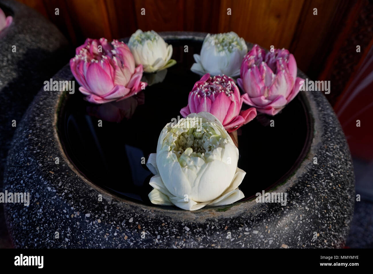 Lotus flowers floating in container Stock Photo - Alamy