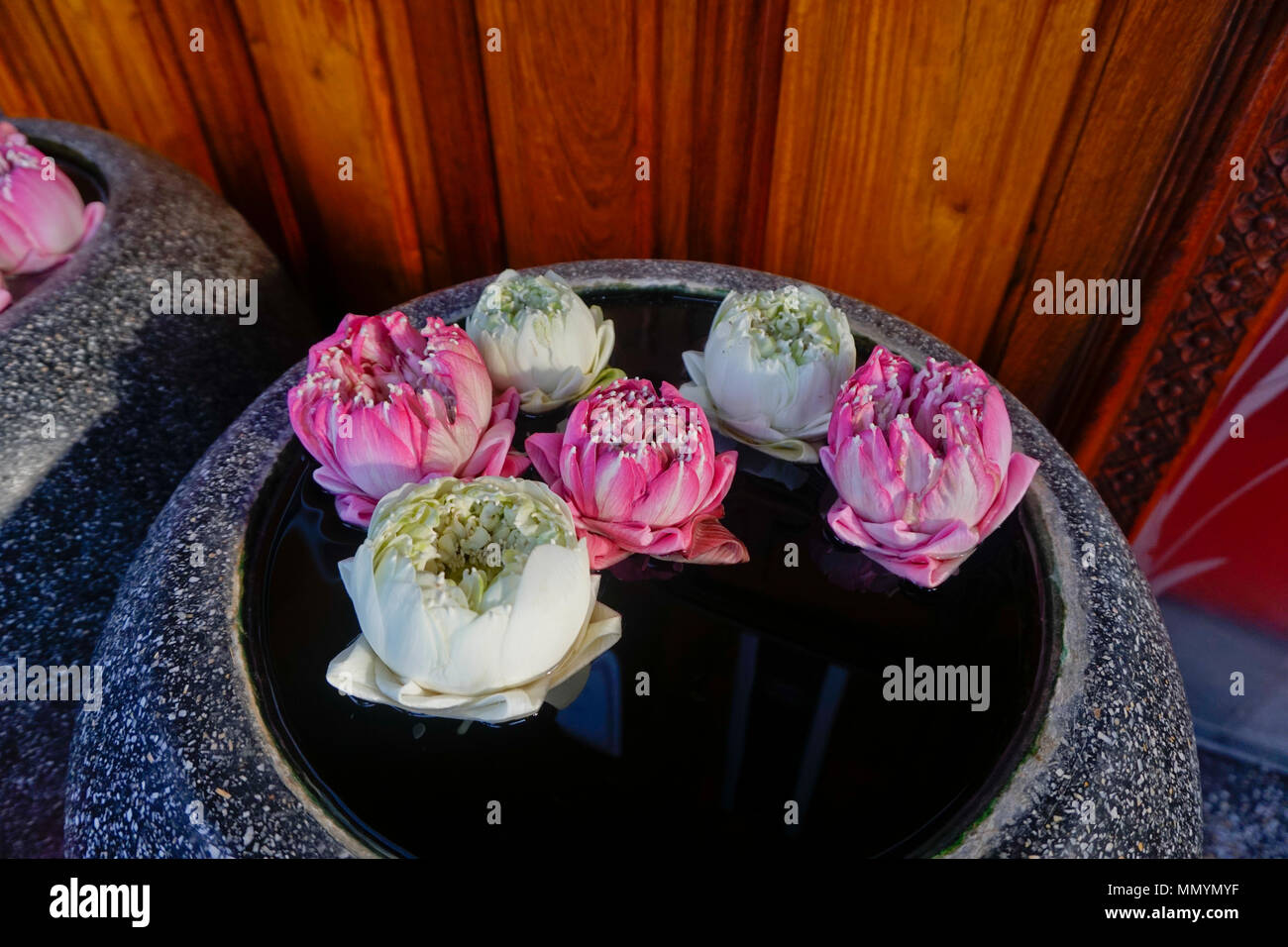 Lotus flowers floating in container Stock Photo - Alamy