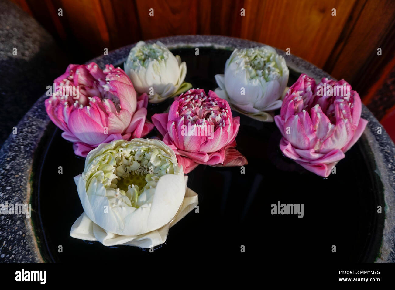 Lotus flowers floating in container Stock Photo - Alamy