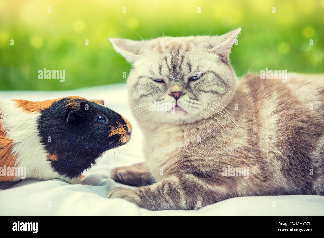 Cat with guinea pig in the garden Stock Photo - Alamy
