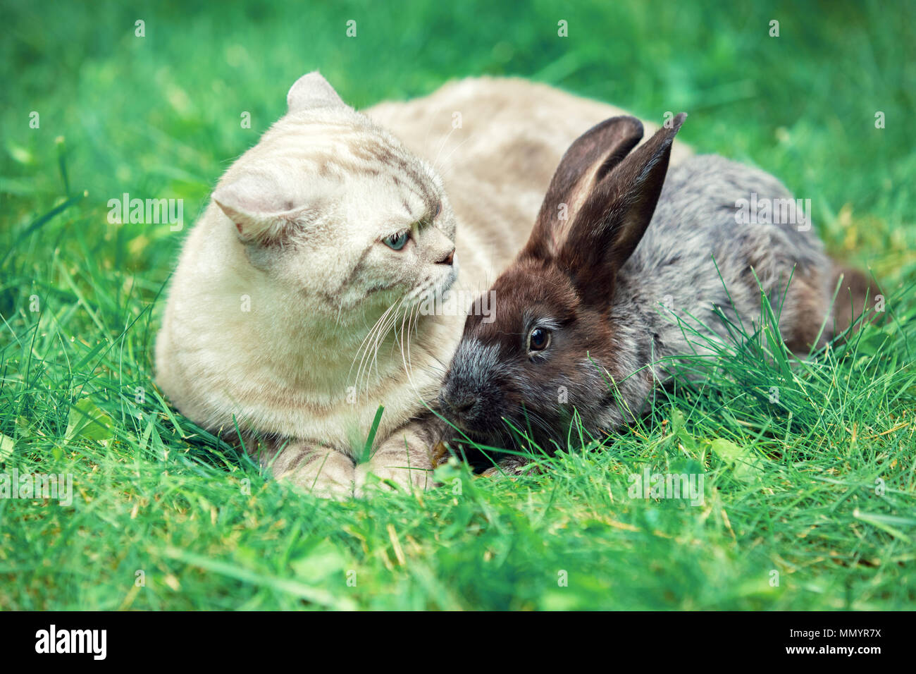 Kitten and rabbit together hi-res stock photography and images - Alamy