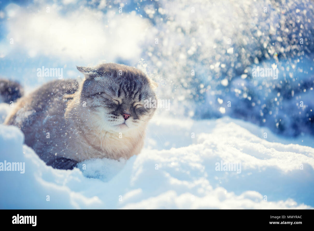 Cute Siamese Cat sitting in the deep snow in winter Stock Photo - Alamy
