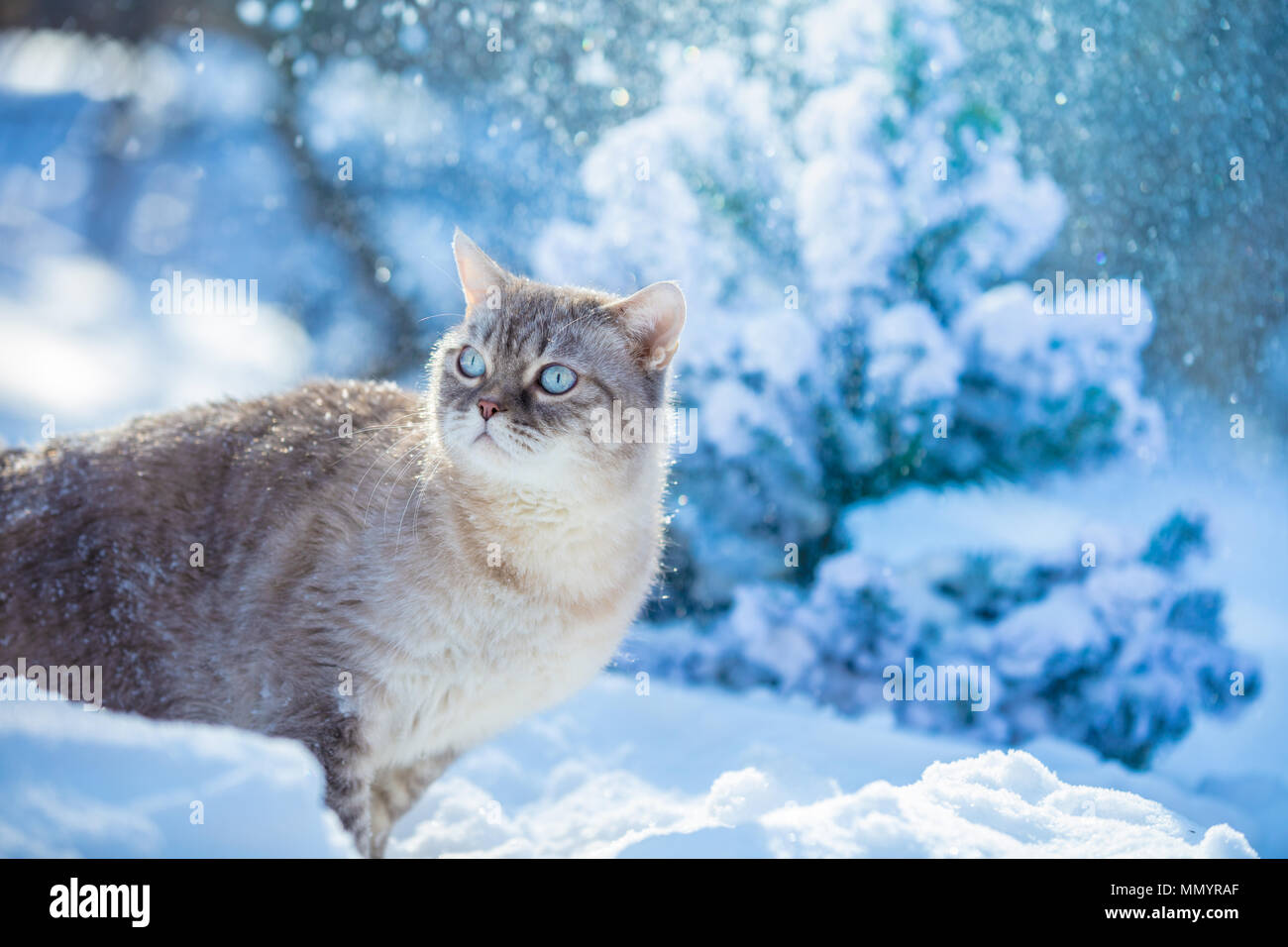 Cute Siamese Cat walking in the deep snow in winter Stock Photo - Alamy
