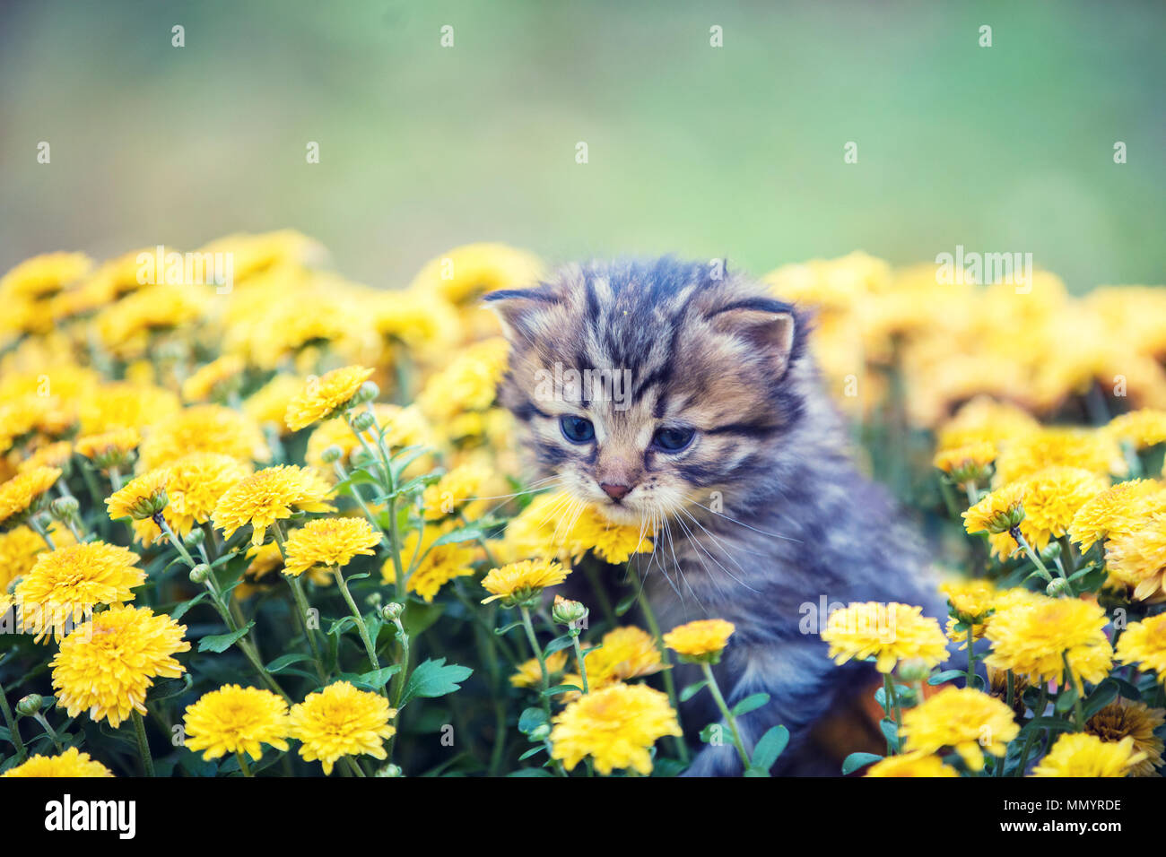 Little kitten in yellow flowers in the garden Stock Photo - Alamy