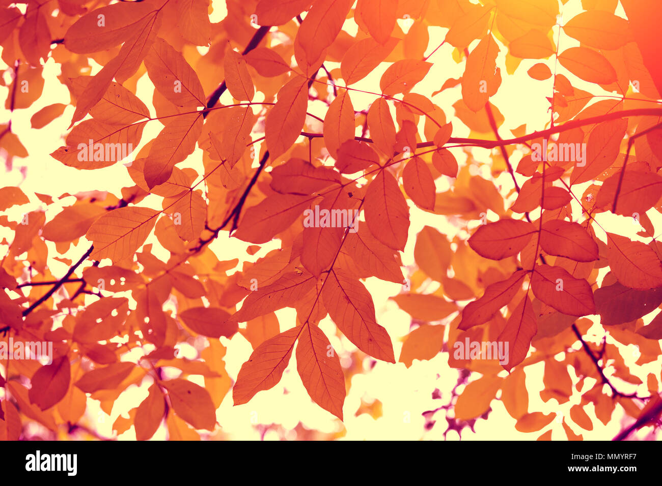 Walnut tree autumn hi-res stock photography and images - Alamy