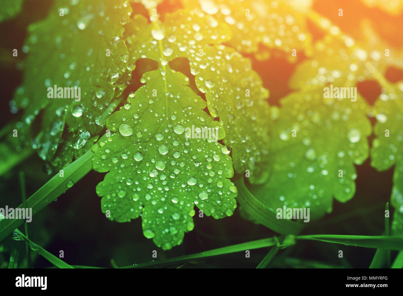 Texture celandine hi-res stock photography and images - Alamy