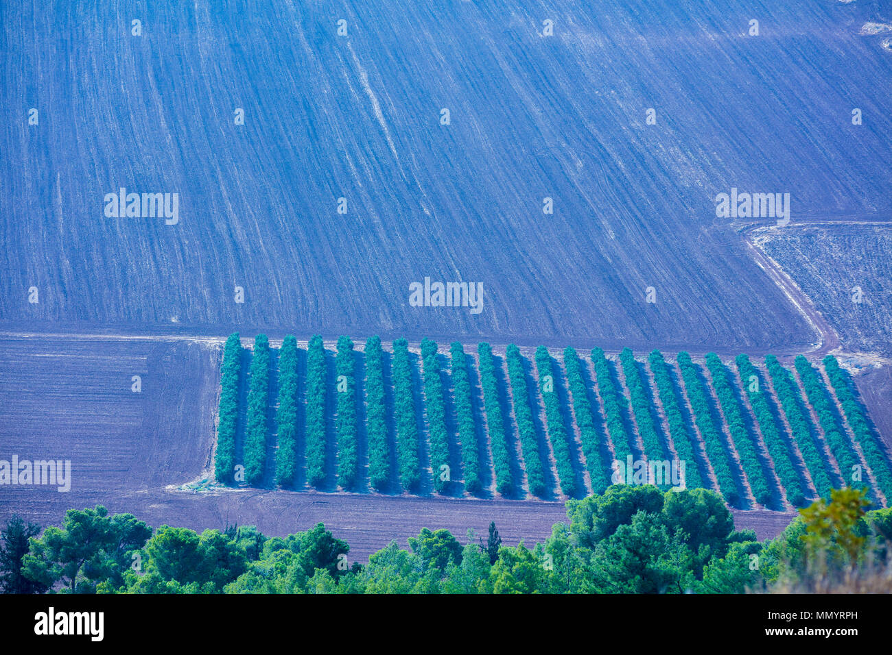 Olive plantation hi-res stock photography and images - Alamy