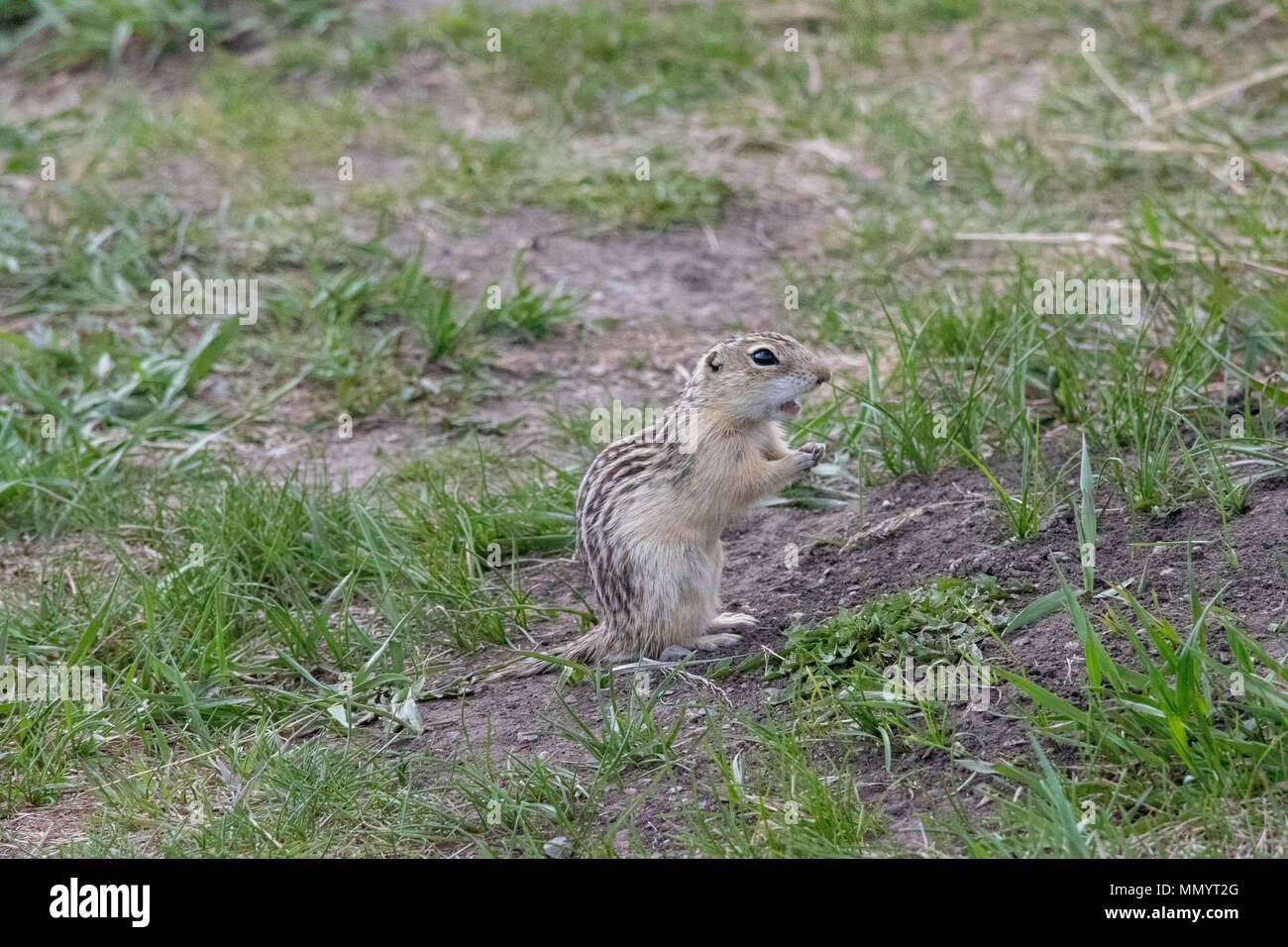 The thirteen lined ground squireel (Ictidomys tridecemlineatus) is ...
