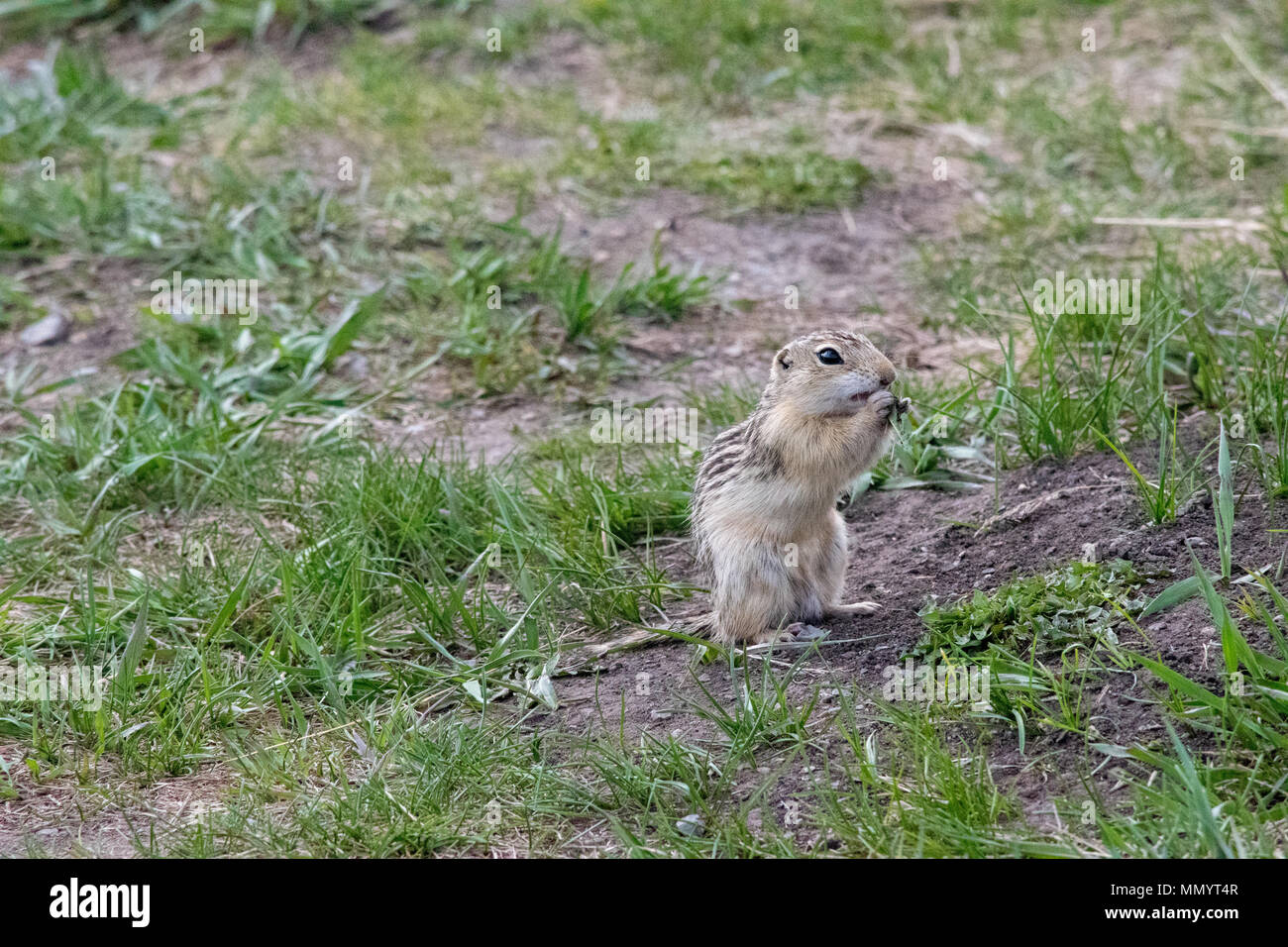 The thirteen lined ground squireel (Ictidomys tridecemlineatus) is ...