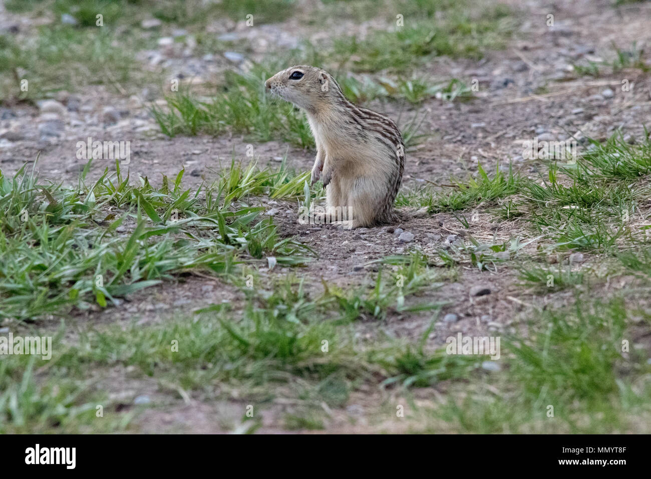 The thirteen lined ground squireel (Ictidomys tridecemlineatus) is ...