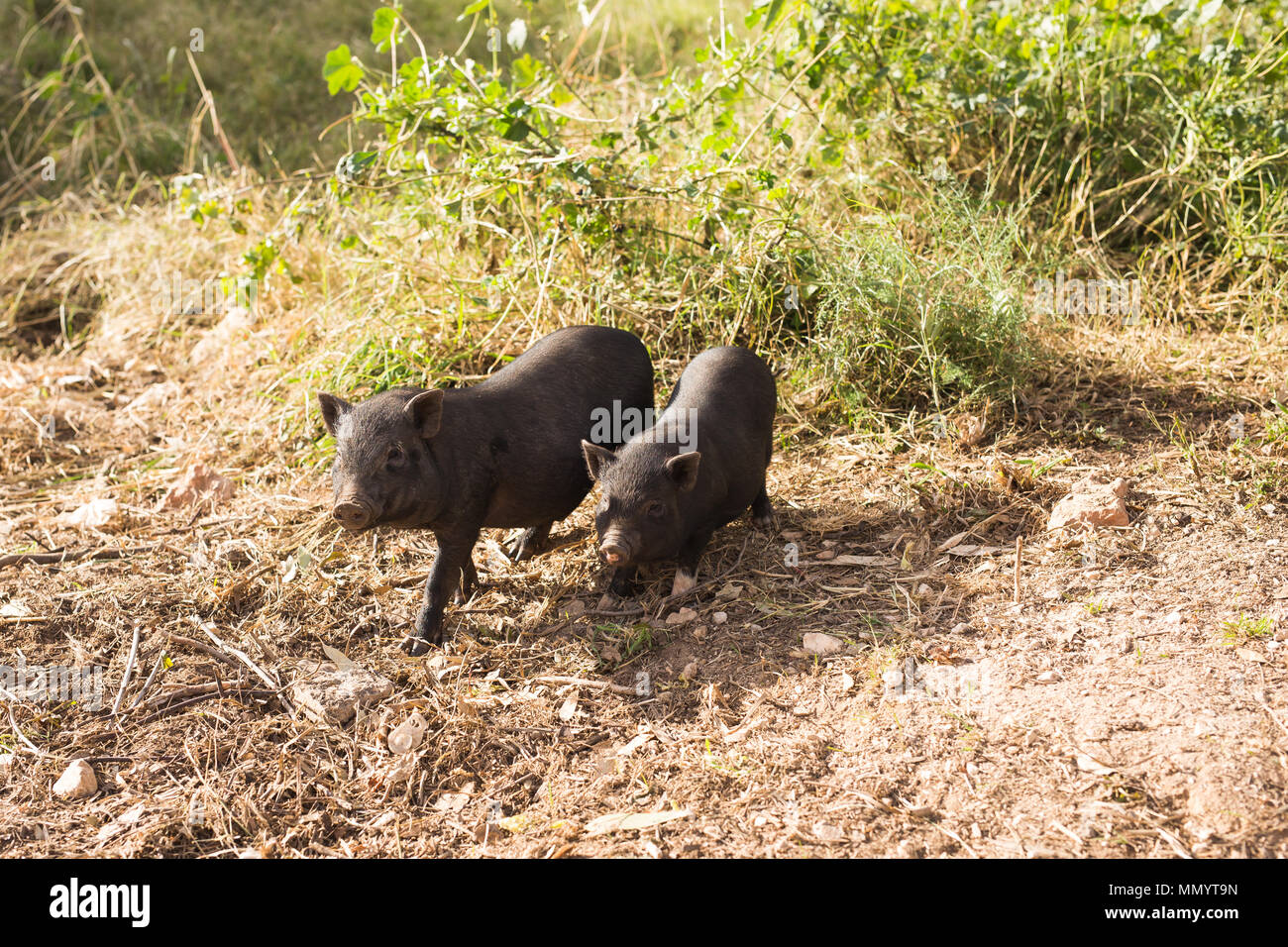 Baby wild pigs Stock Photo - Alamy