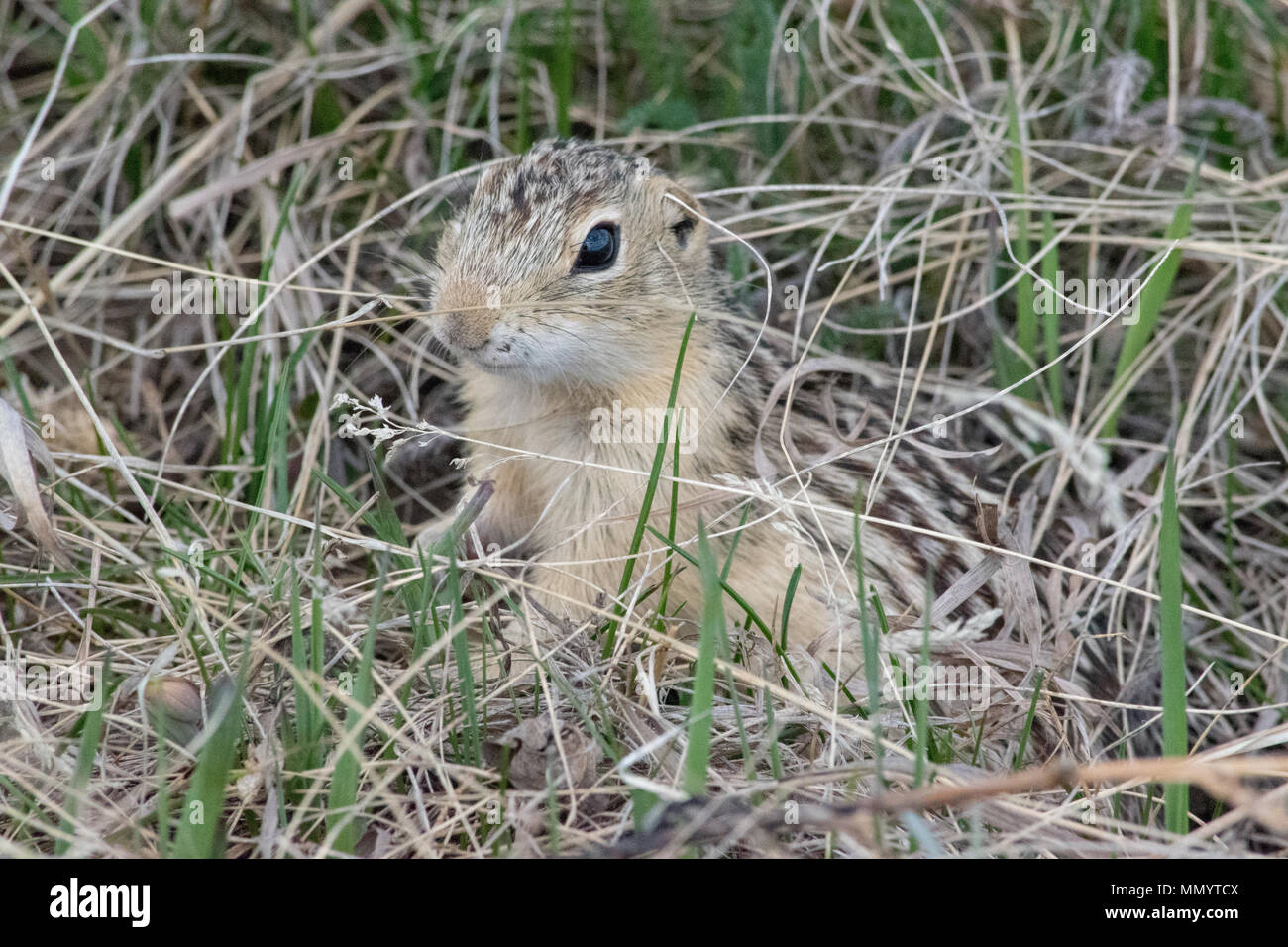 The thirteen lined ground squireel (Ictidomys tridecemlineatus) is ...