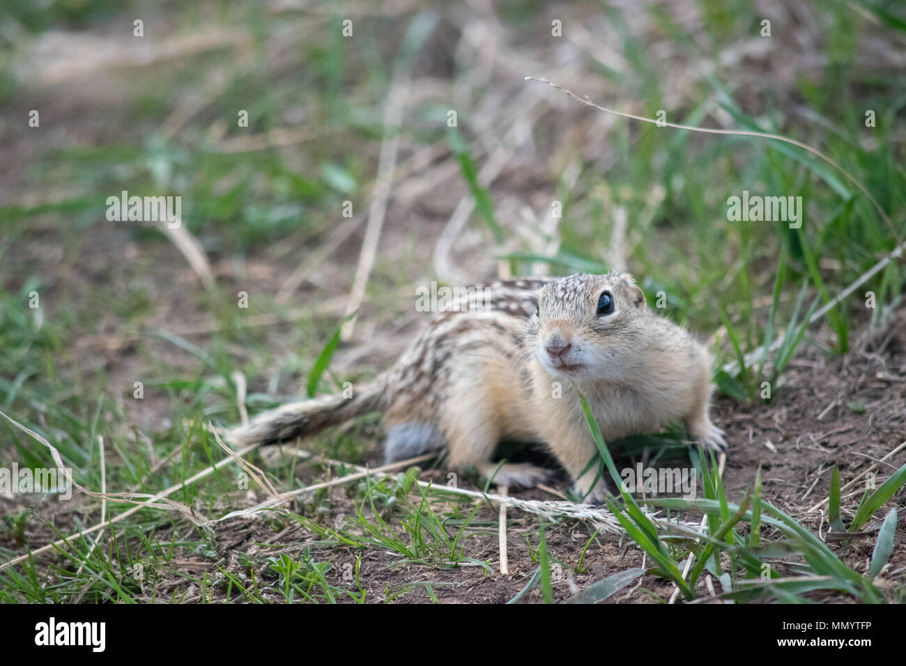 Thirteen lined striped gopher hi-res stock photography and images - Alamy