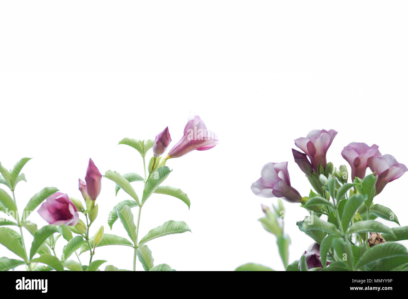 violet flower with leaf frame and corner Stock Photo - Alamy