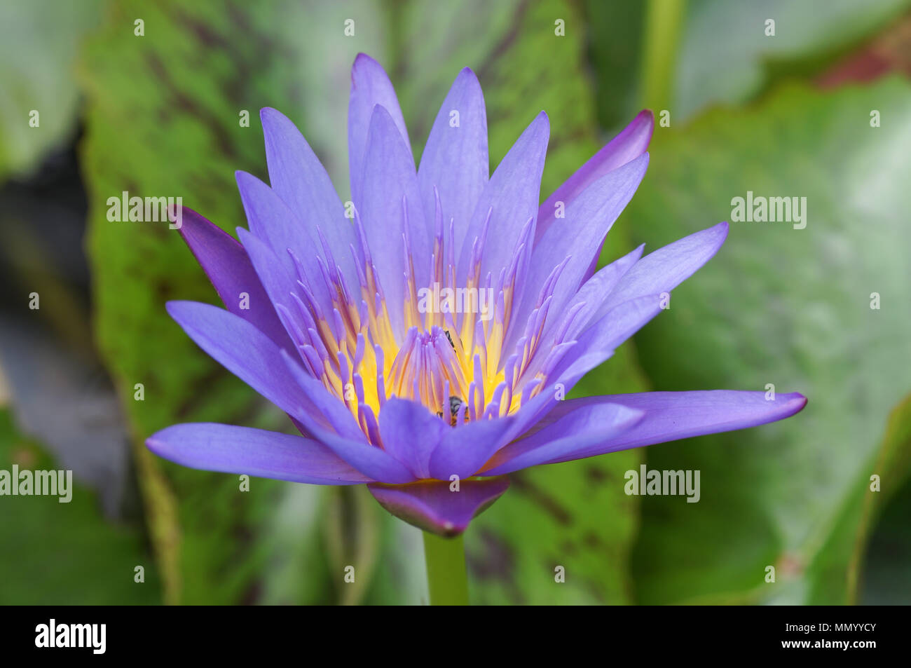 Purple lotus flower top view hi-res stock photography and images - Alamy