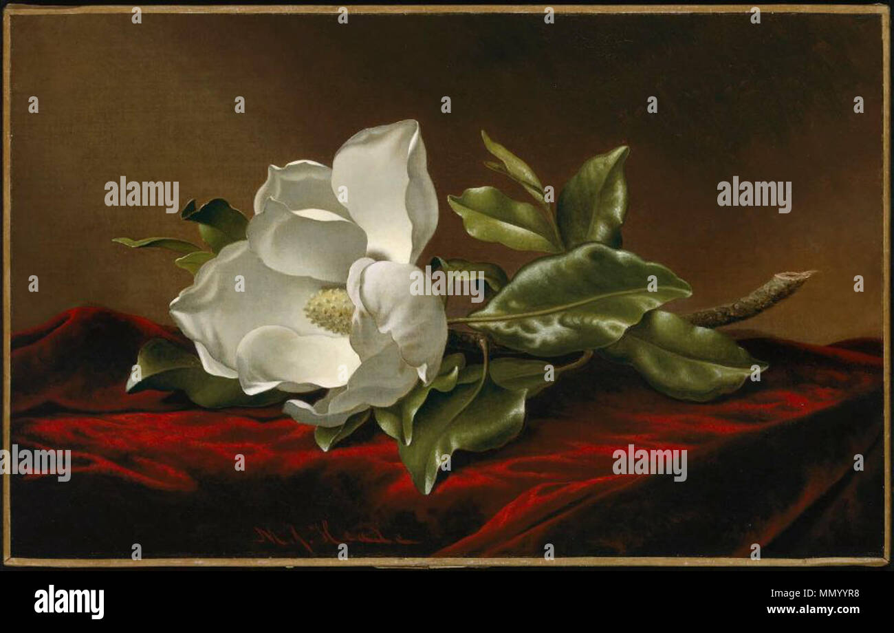 English: Magnolia Grandiflora . between 1885 and 1895. MJ Heade ...