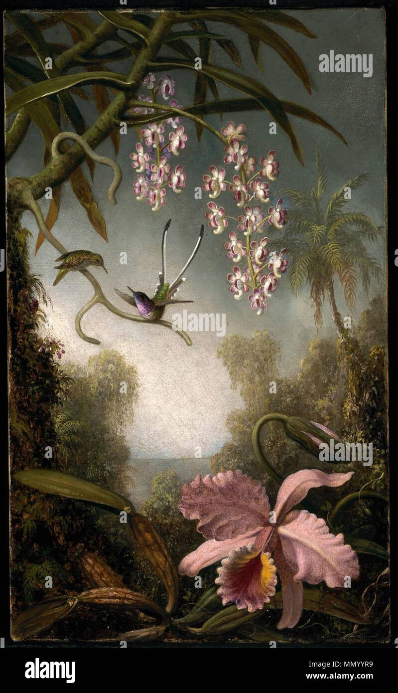 English: Orchids and Spray Orchids with Hummingbird . between 1875 and ...