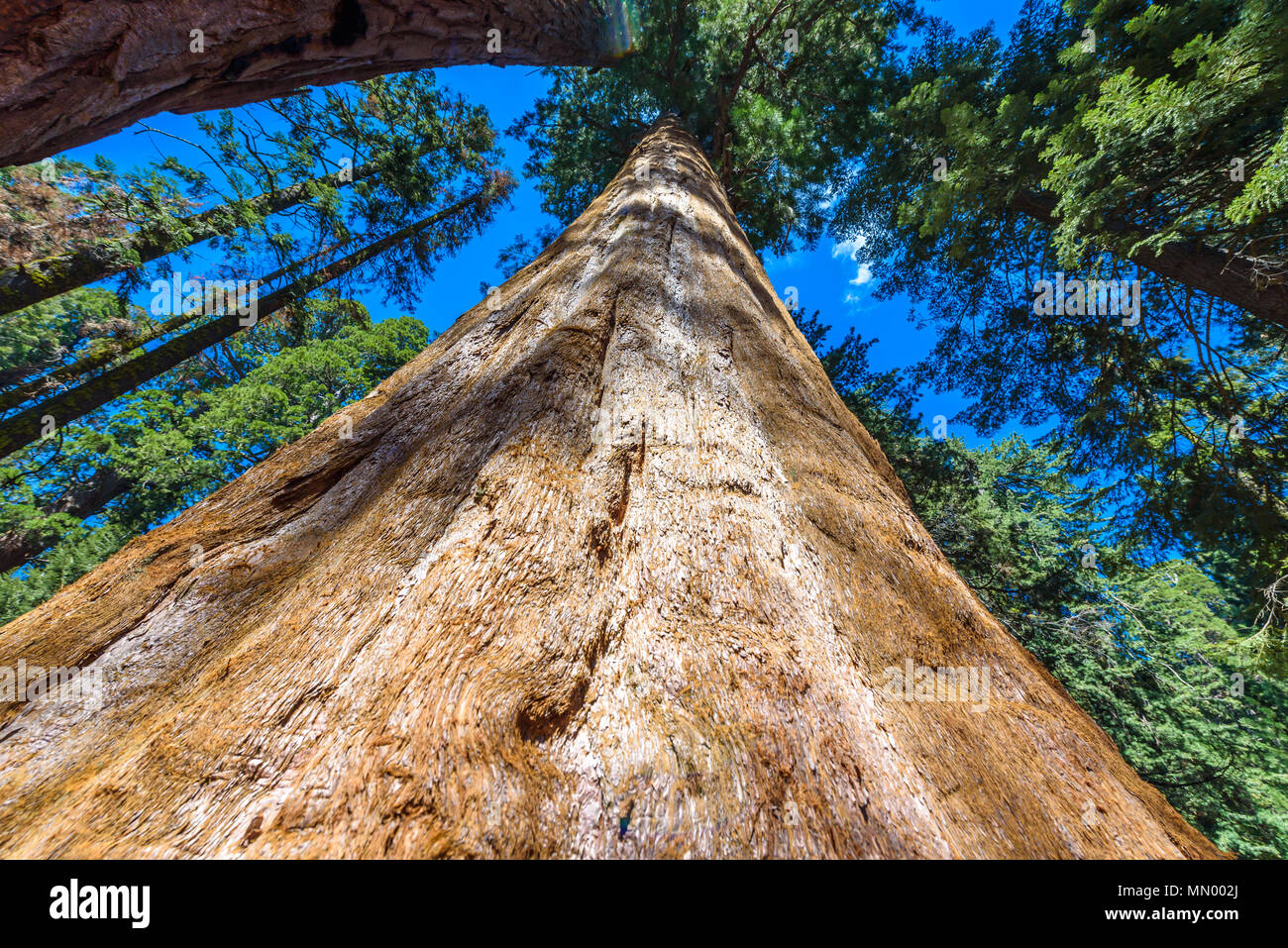 Giant sequoia forest - the largest trees on Earth in Sequoia National ...