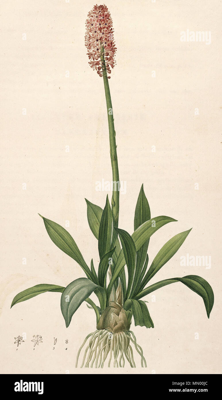 Helonias hi-res stock photography and images - Alamy