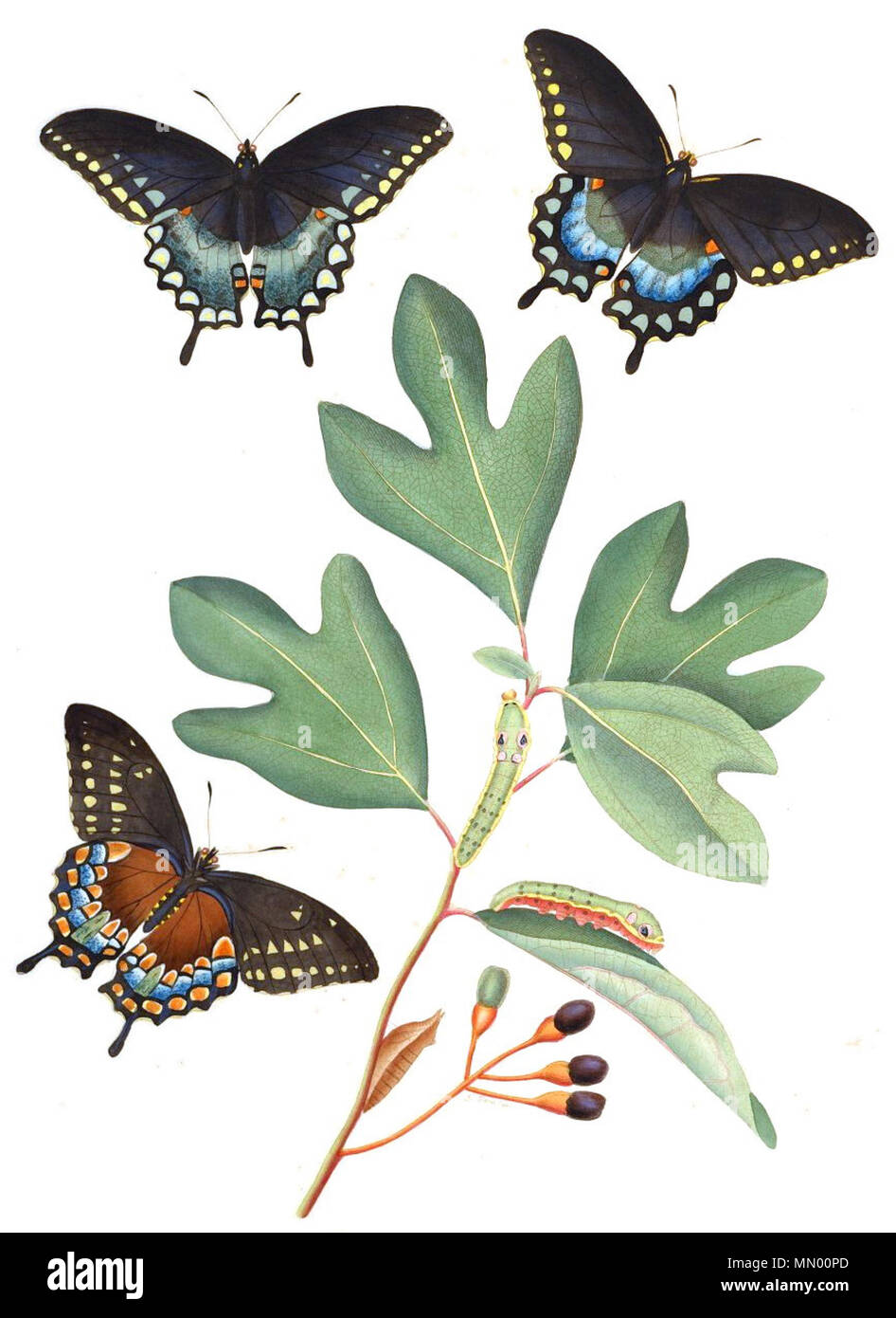 Spicebush Swallowtail Butterfly Drawing