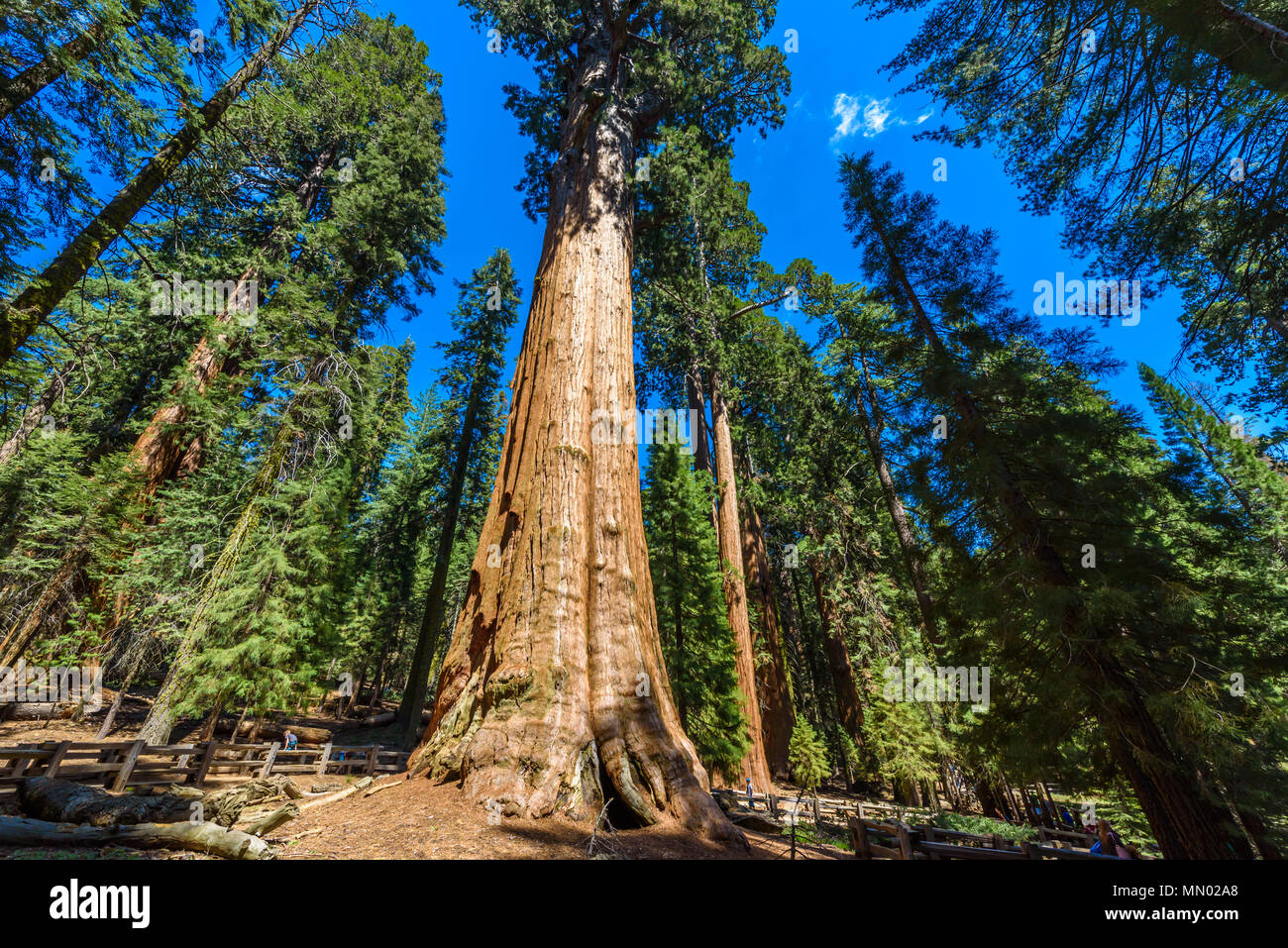 General Sherman Tree - the largest tree on Earth, Giant Sequoia Trees ...