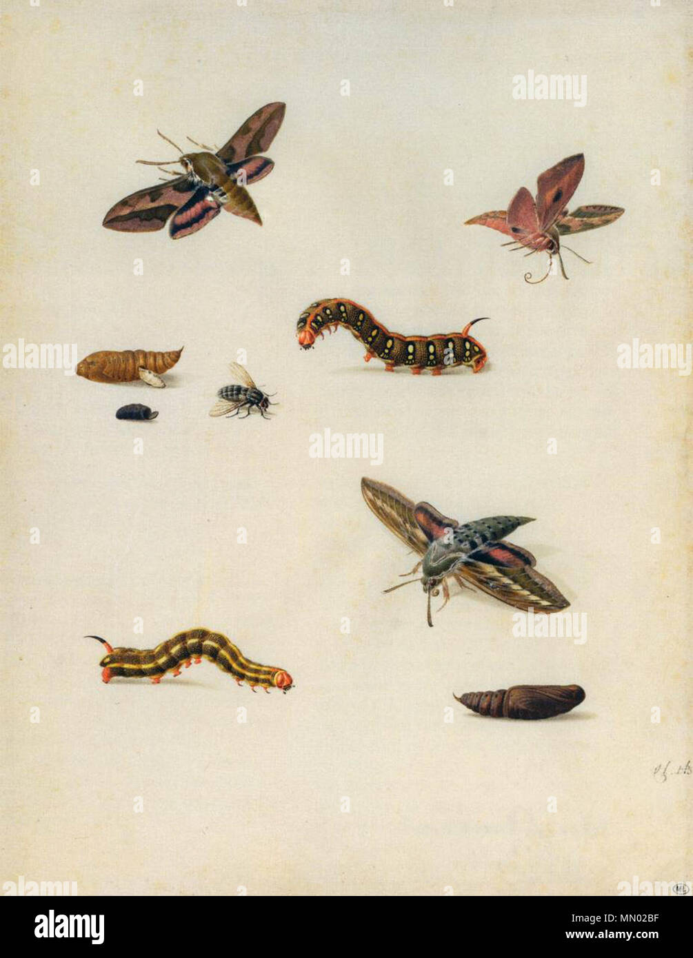 English: Insects . first half of 18th century. Herman Henstenburgh ...