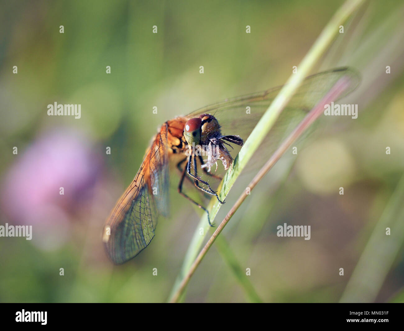 Beautiful dragonfly eats the prey. Wildlife. Portrait of an insect ...