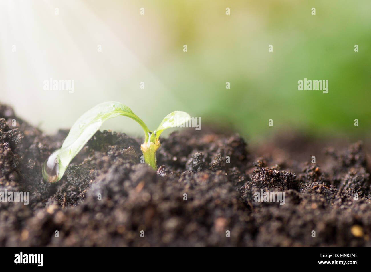 small tree grow up with sunshine, concept in save world, Energy and ...