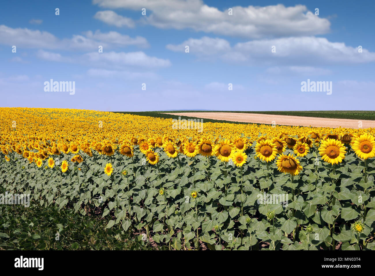sunflower field landscape agriculture summer season Stock Photo - Alamy