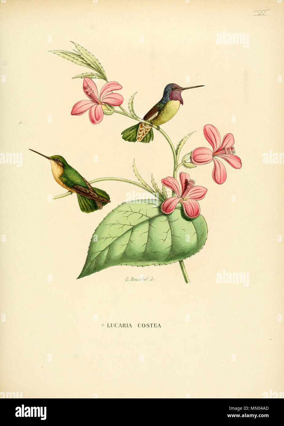 . Lucaria costea = Calypte costae[1] . 1877. Louis Victor Bevalet (1808 ...