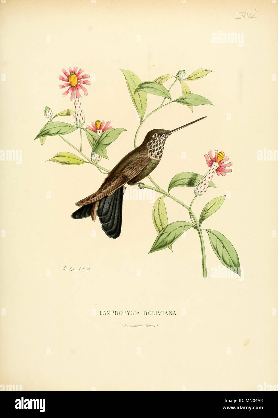 . Lampropygia boliviana = Coeligena coeligena boliviana[1] . 1877 ...