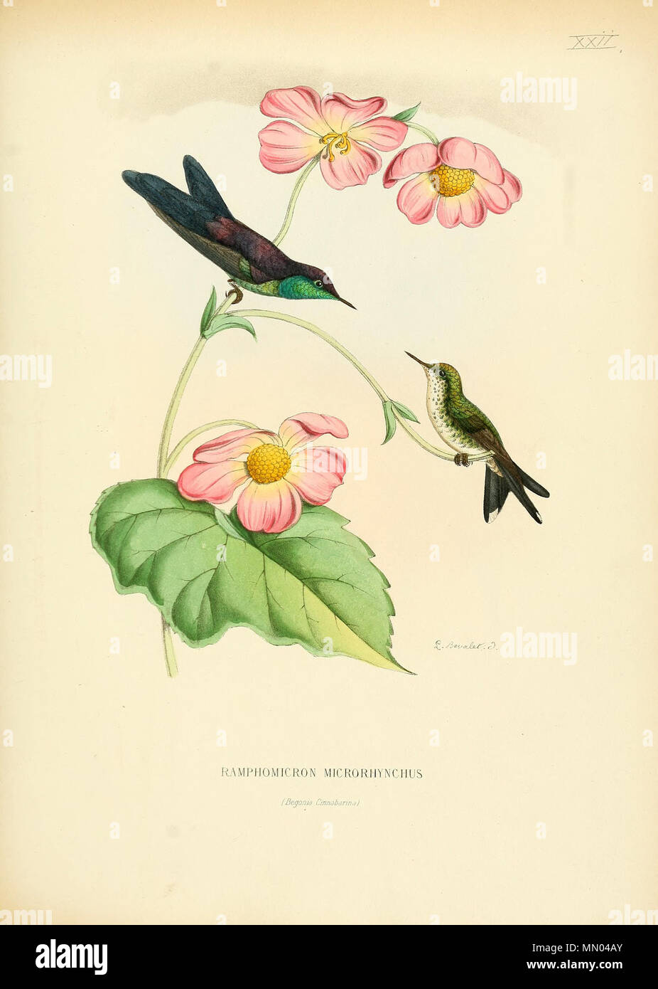 Microrhynchum hi-res stock photography and images - Alamy