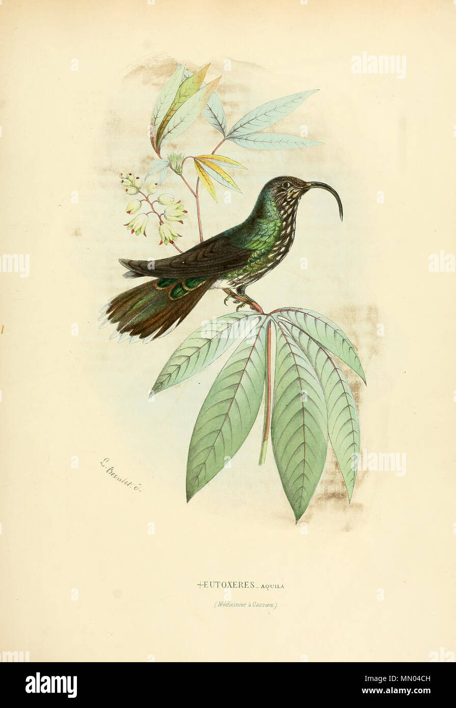 . Eutoxeres aquila . 1877. Louis Victor Bevalet (1808 ...