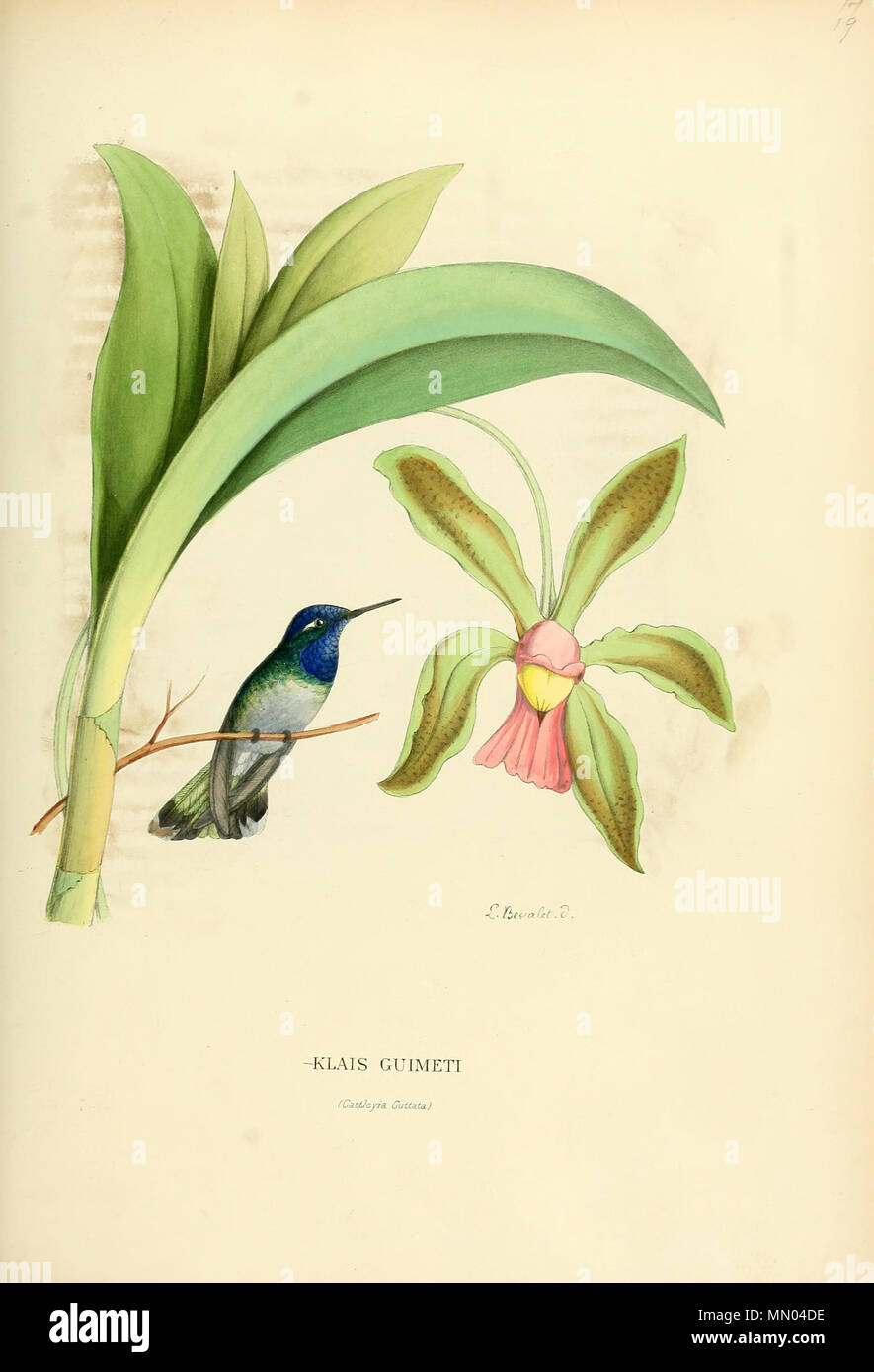 . Klais guimeti . 1876. Louis Victor Bevalet (1808 ...