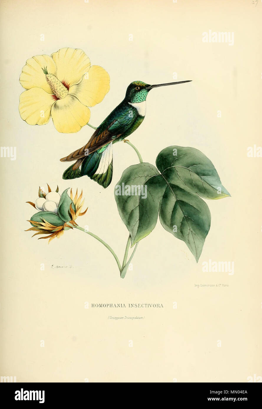 . Homophania insectivora = Coeligena torquata fulgidigula[1] . 1877 ...