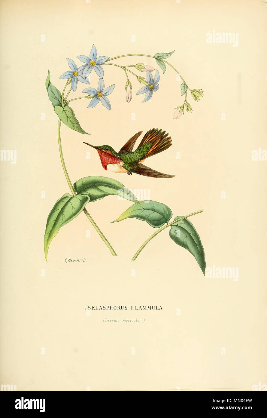. Selasphorus flammula . 1877. Louis Victor Bevalet (1808 ...