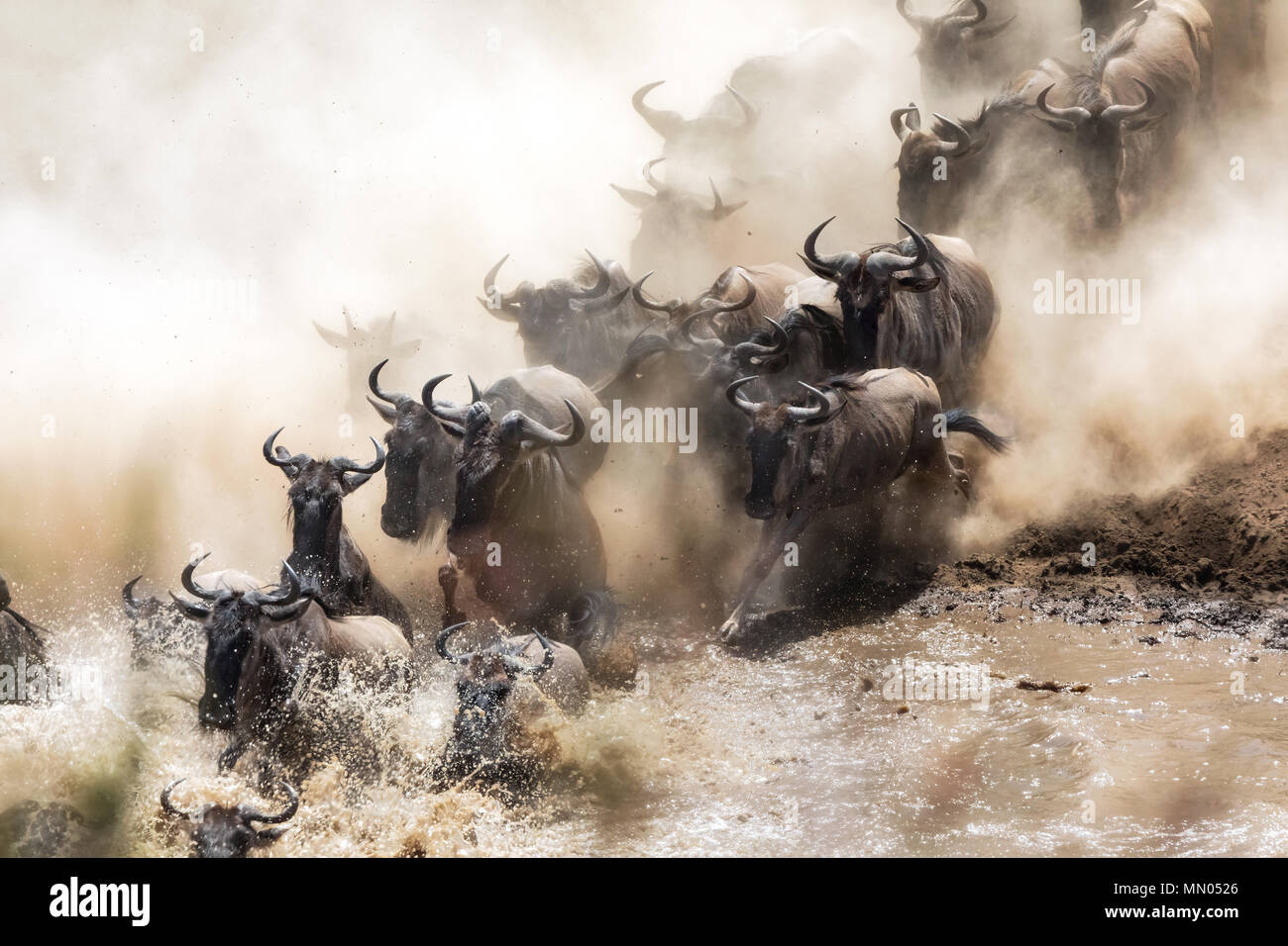 Wildebeest crossing the Mara River during the annual great migration ...