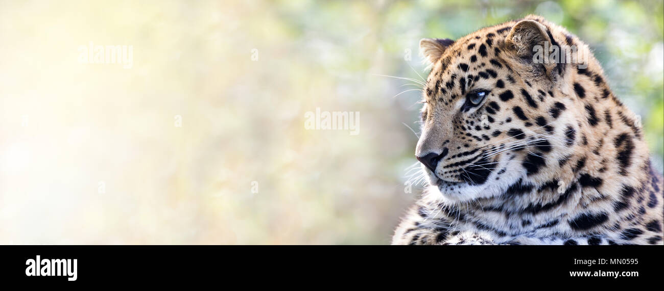 Young adult Amur Leopard. A species of leopard indigenous to ...