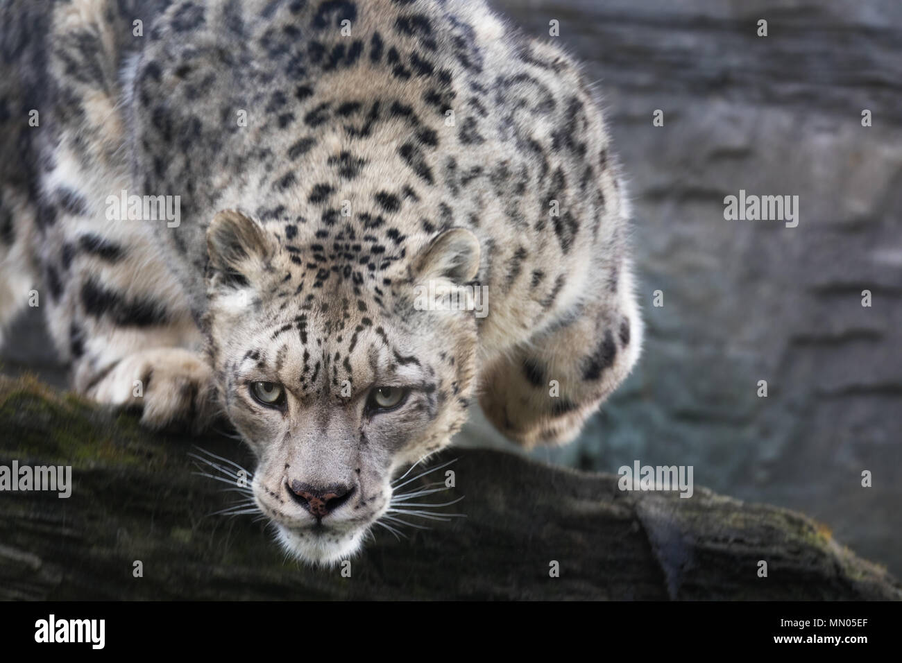 An adult snow leopard stealthily pounces from a rocky ledge. This ...
