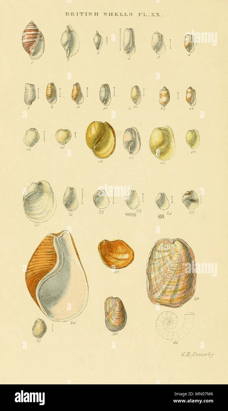 . English: Illustrated Index of British Shells. Plate XX. Fig. Name in ...