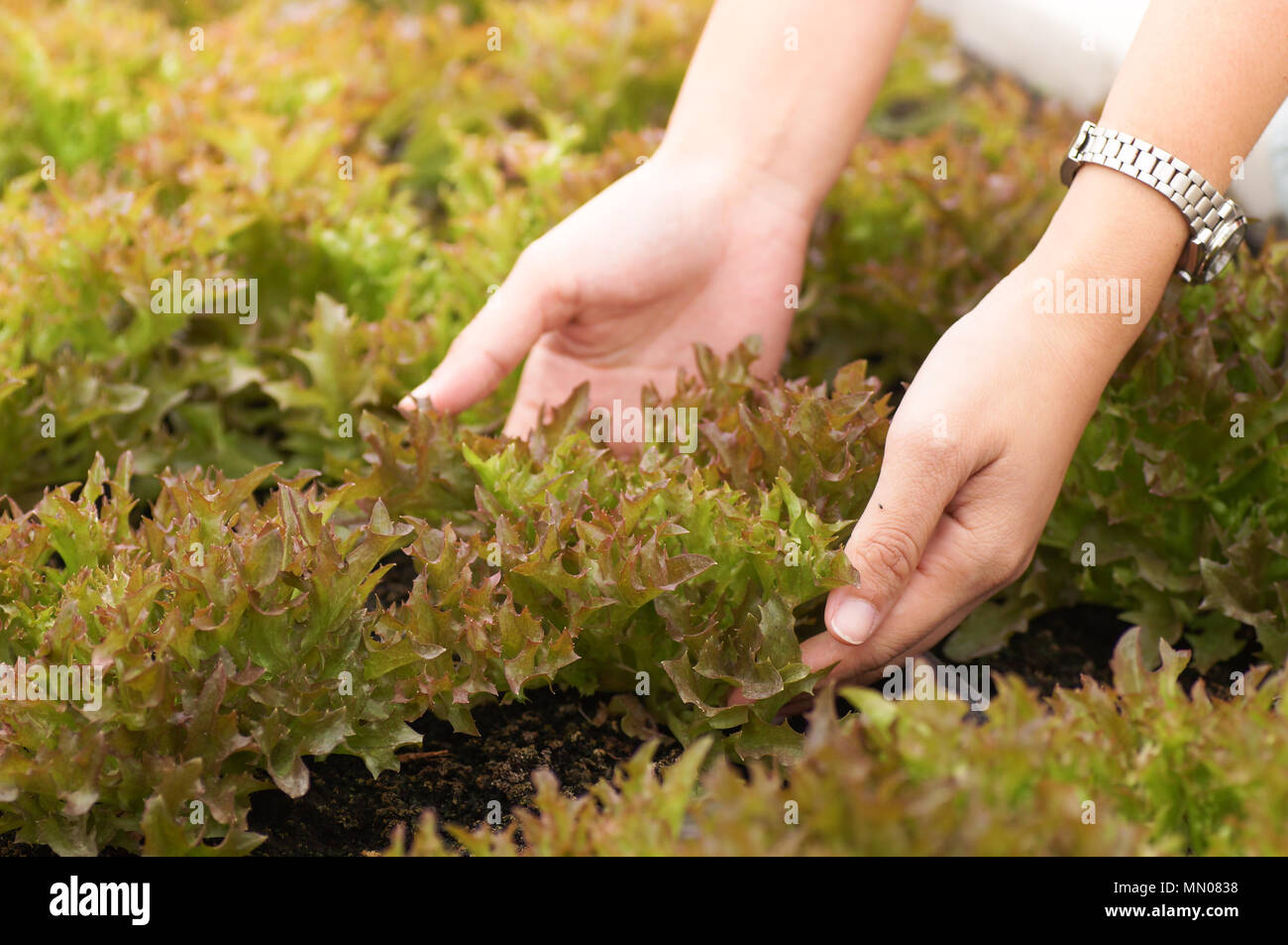 hand get organic vegetable in farm Stock Photo - Alamy
