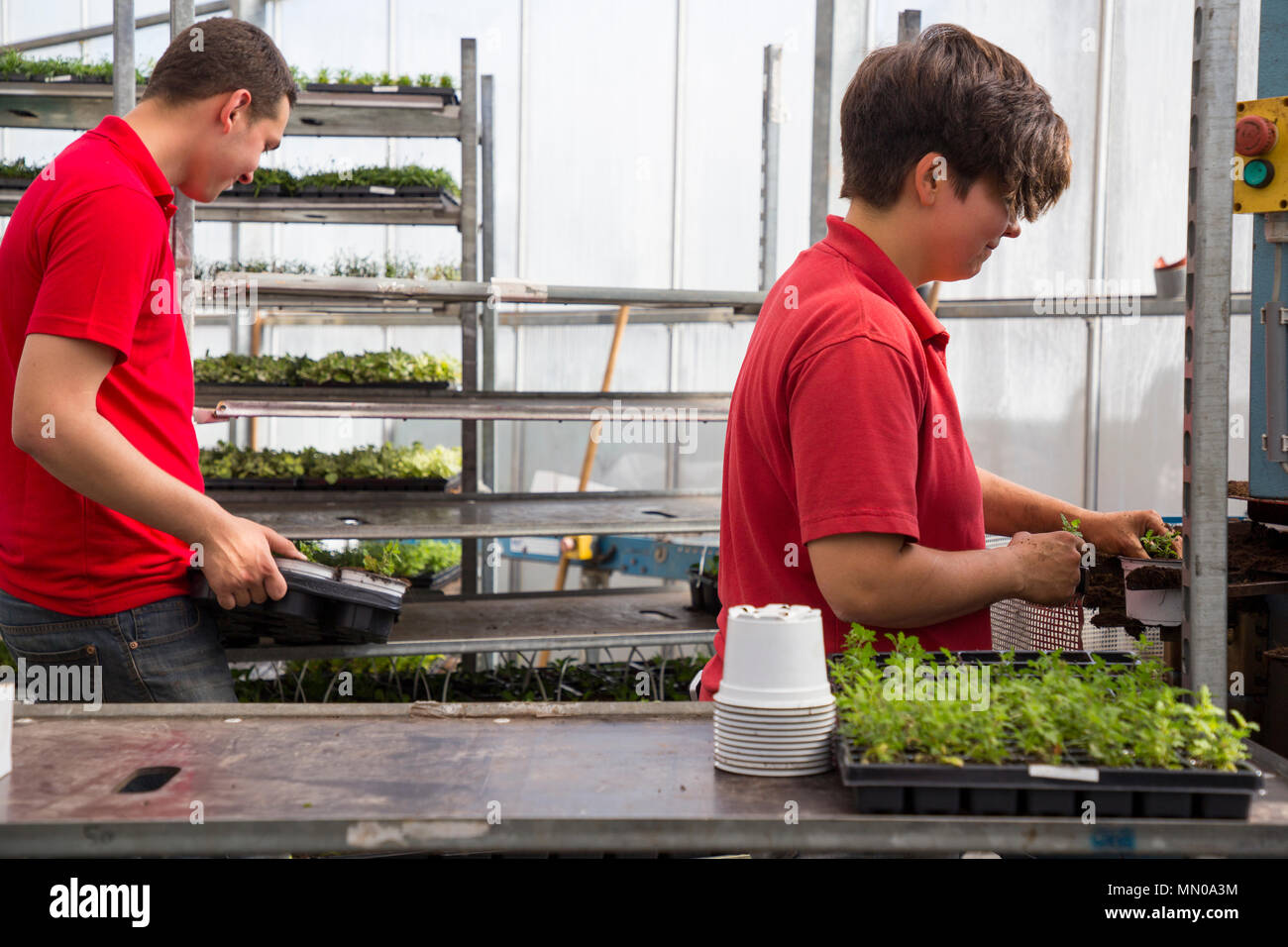 Garden centre staff operating a potting machine Stock Photo - Alamy