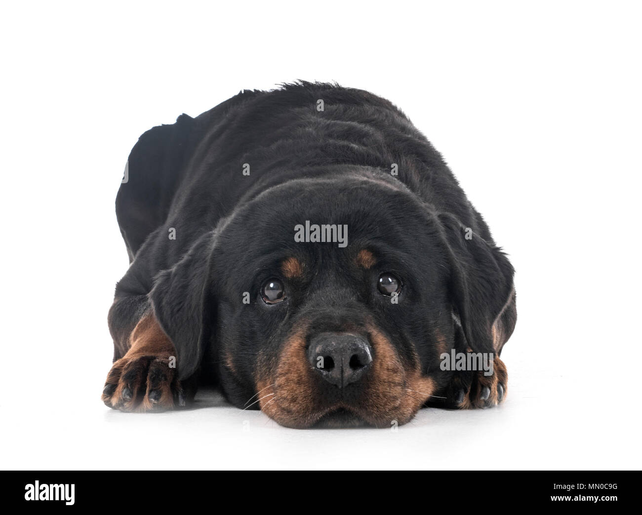 adult rottweiler in front of white background Stock Photo - Alamy