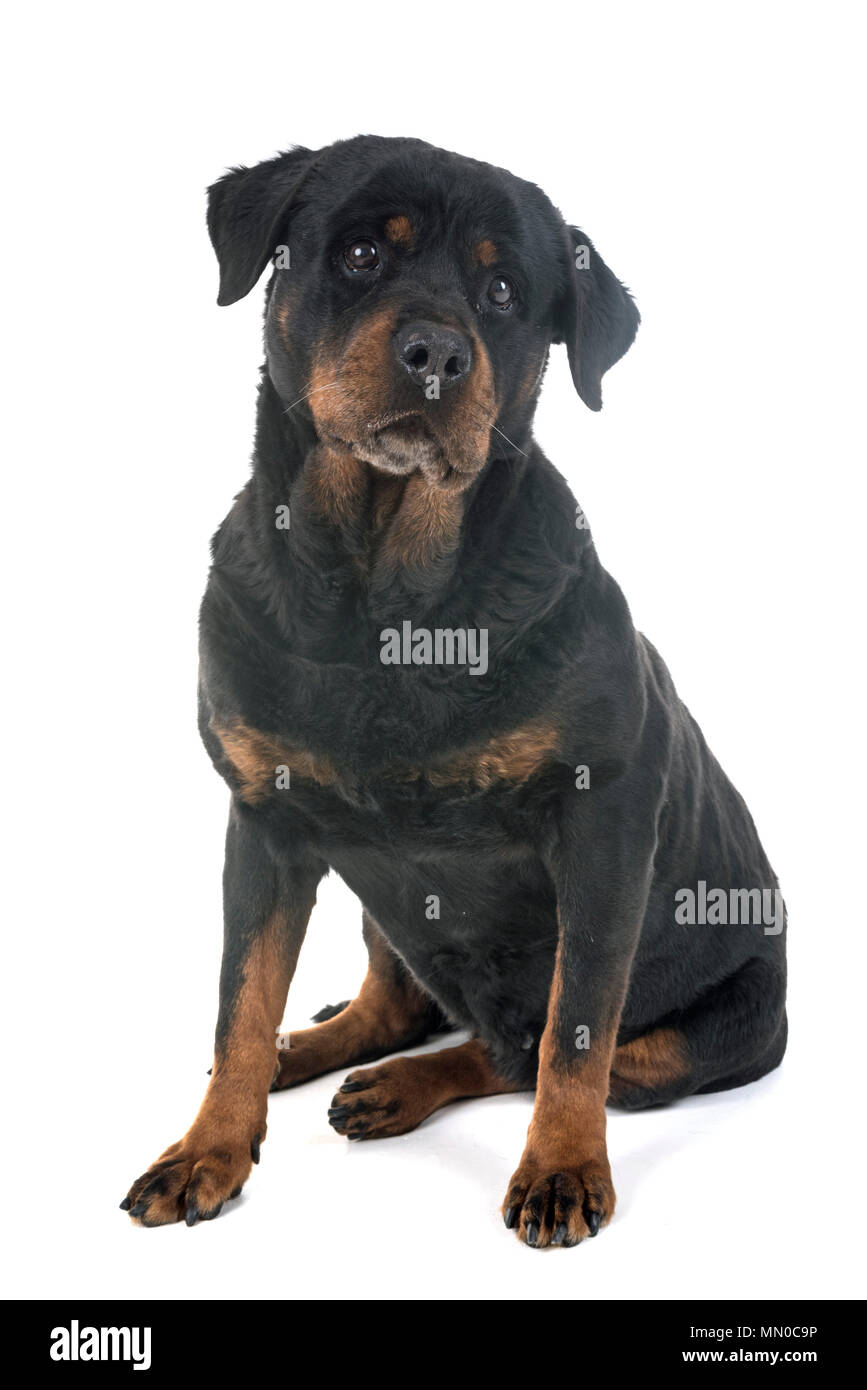 adult rottweiler in front of white background Stock Photo - Alamy