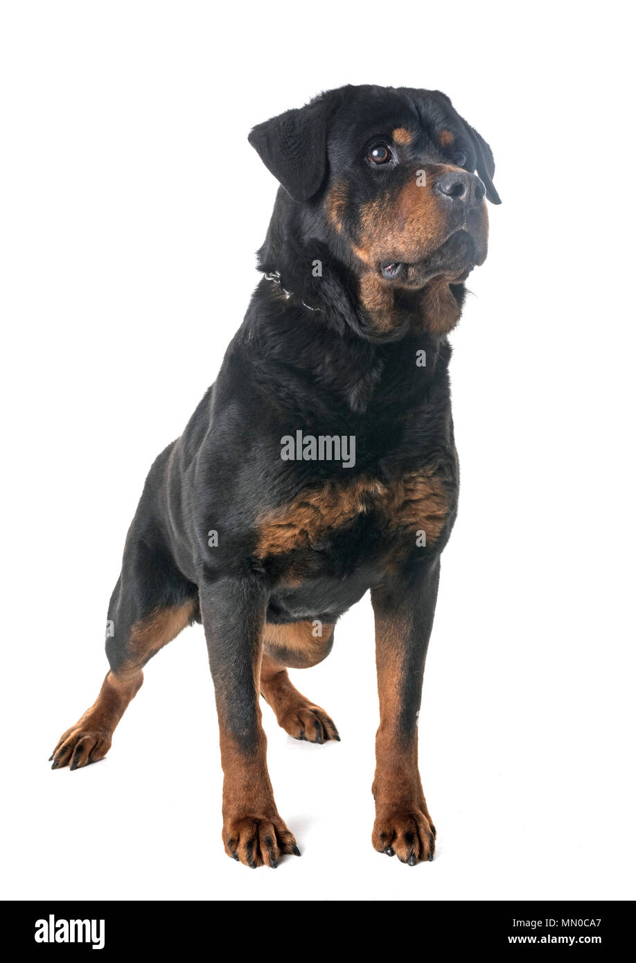 adult rottweiler in front of white background Stock Photo - Alamy