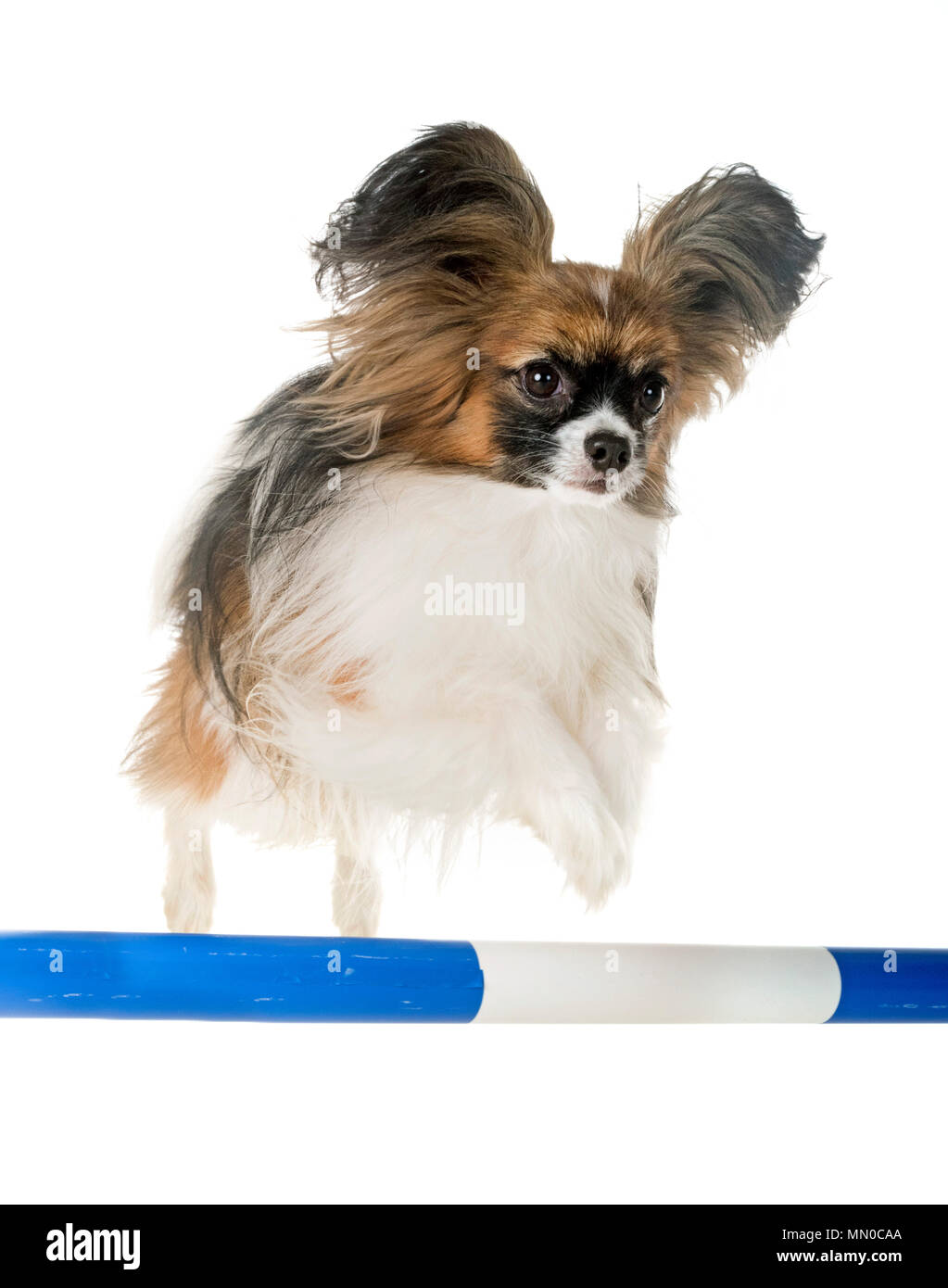 training of agility in front of white background Stock Photo - Alamy