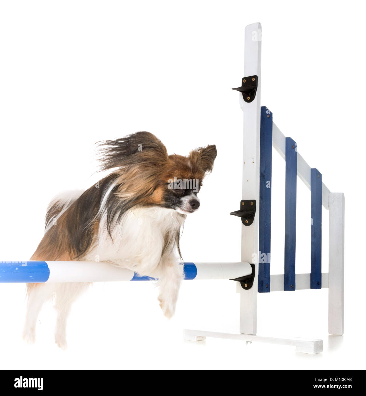 training of agility in front of white background Stock Photo - Alamy