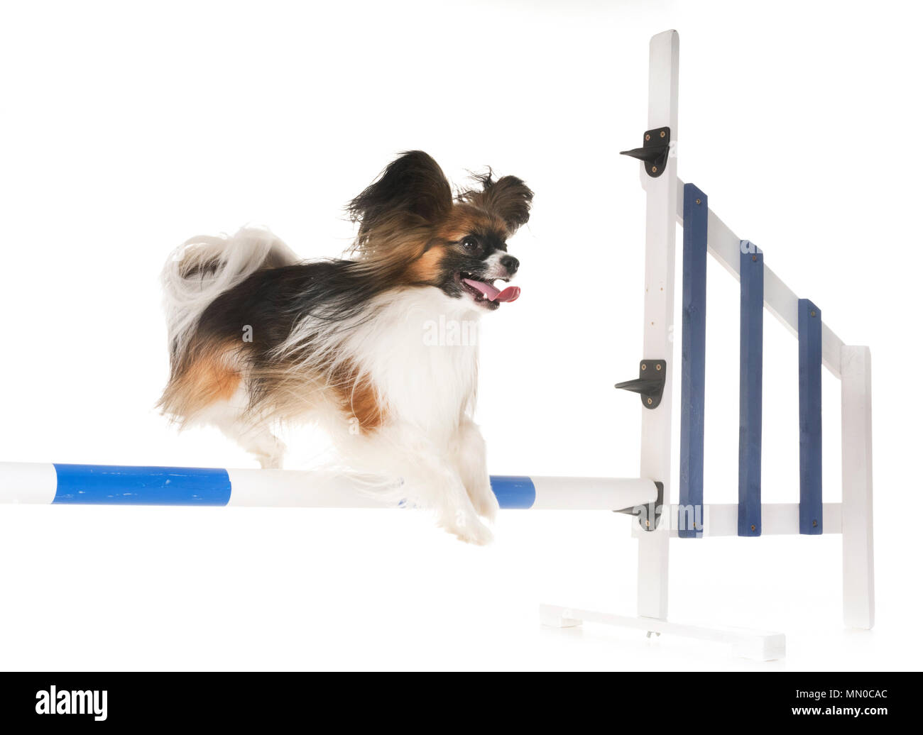 training of agility in front of white background Stock Photo - Alamy