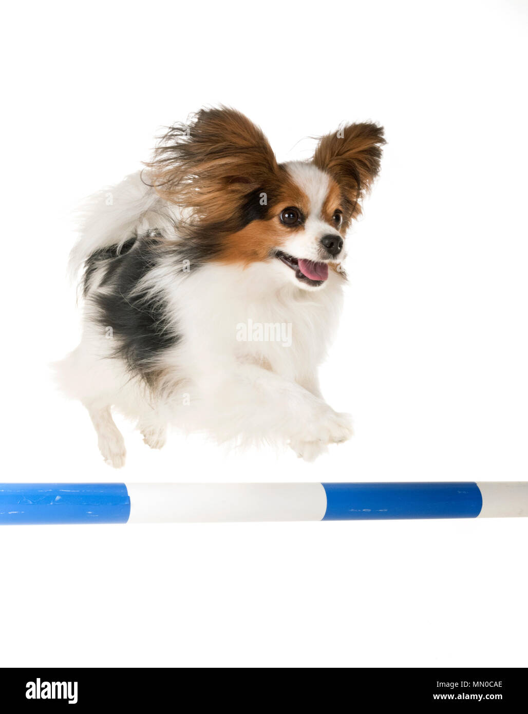 training of agility in front of white background Stock Photo - Alamy