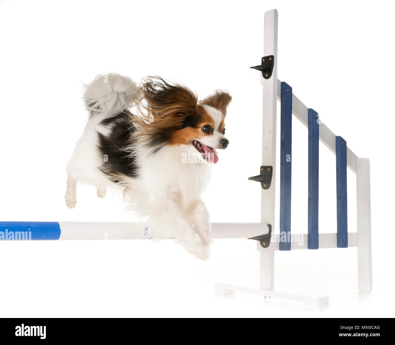 training of agility in front of white background Stock Photo - Alamy